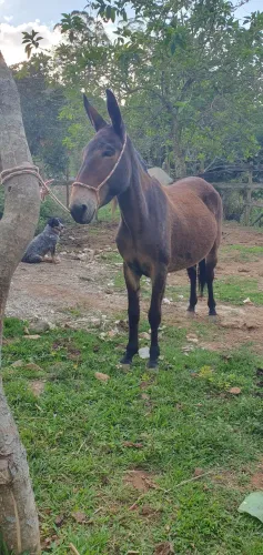 "uma mula" no Brasil