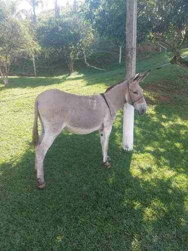 "jumentos" no Brasil