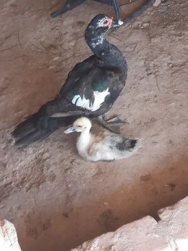"filhotes de patos" - Outros animais no Brasil