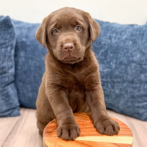 "filhote labrador puro" - Cachorros no Brasil