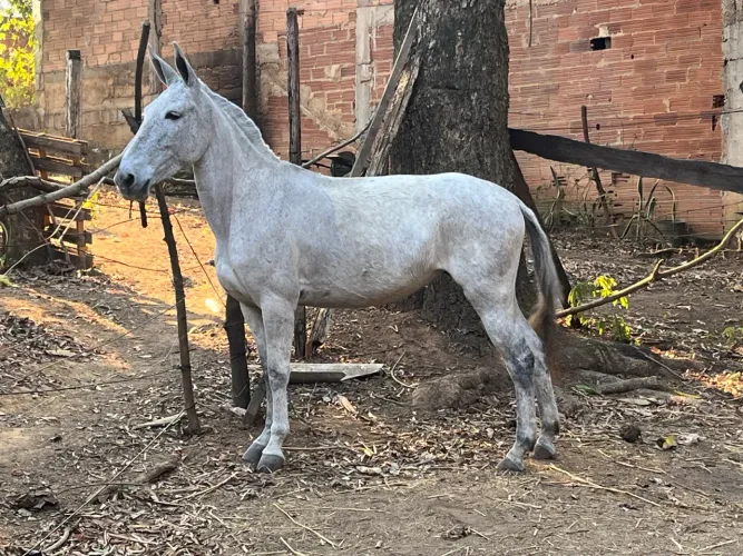 "uma mula" no Brasil