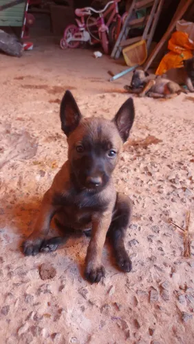 "mallinois" no Brasil