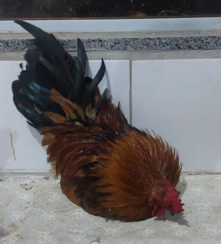 "garnizes nagasaki" no Brasil