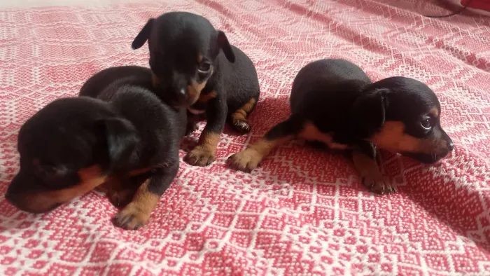 "cachorro pinscher 1" - Cachorros no Brasil