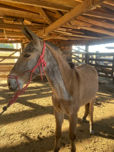 "burro mula" no Brasil