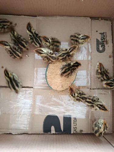 "filhotes de codornas" - Outros animais no Brasil