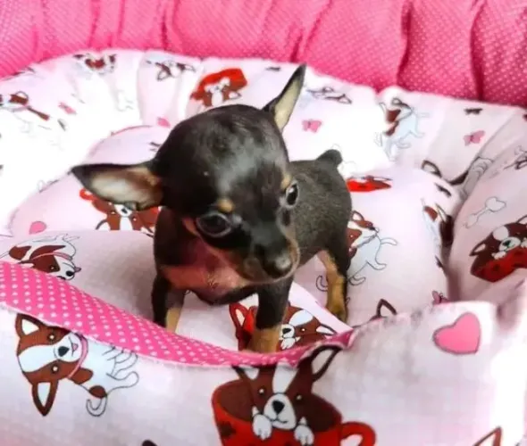 "pinscher 0" - Cachorros no Brasil