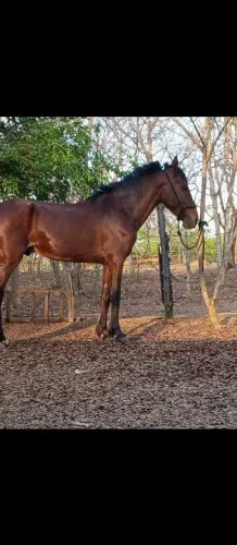 "cavalos comum" no Brasil
