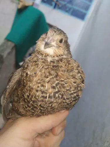 "codorna chinesa" - Outros animais no Brasil