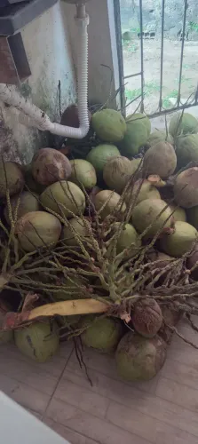 "coco verde" no Brasil