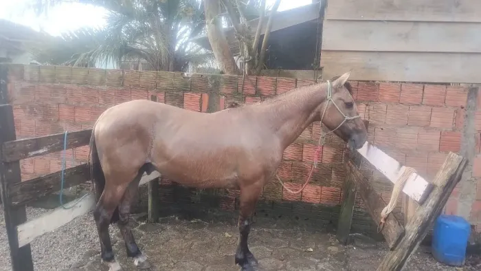 Cavalos em Santa Catarina