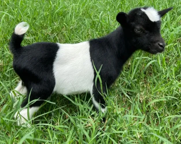 "bode filhote" no Brasil