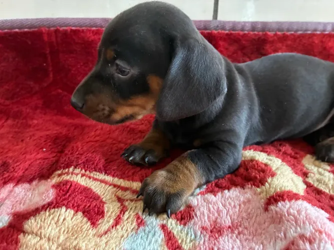 "cachorro cofap" - Cachorros no Brasil
