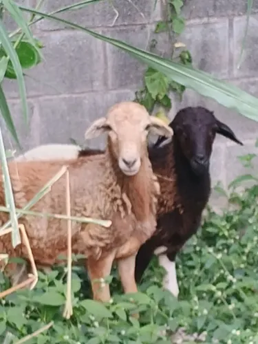 "carneiro filhote" - Outros animais no Brasil