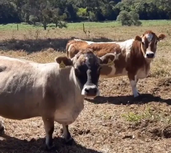 "mini vaca" - Animais para agropecuária no Brasil