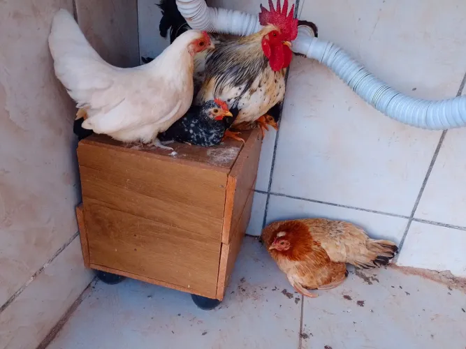 "garnizes nagasaki" no Brasil