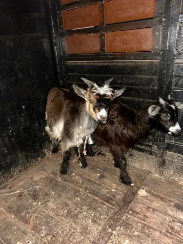 "bode filhote" no Brasil