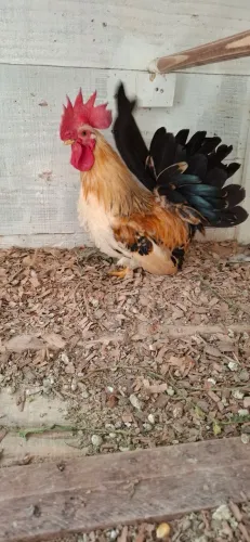 "garnizes" no Brasil