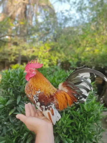 "mini garnizes" no Brasil