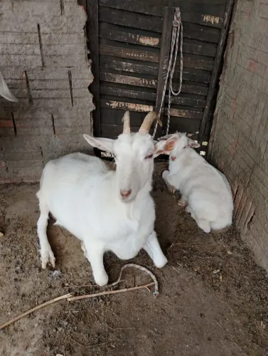 "cabras e cabritos" no Brasil