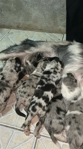 "bode filhote" no Brasil