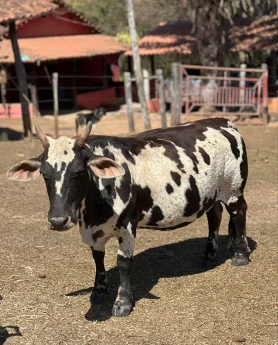 "mini vaca" - Animais para agropecuária no Brasil