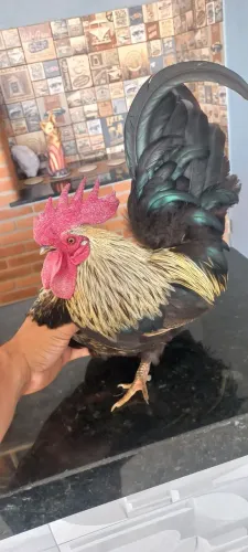 "mini garnizes" no Brasil