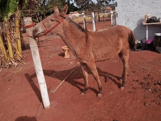 "burro mula" no Brasil