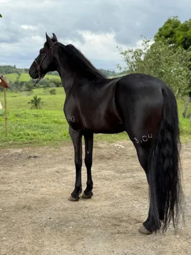 Cavalos na Bahia