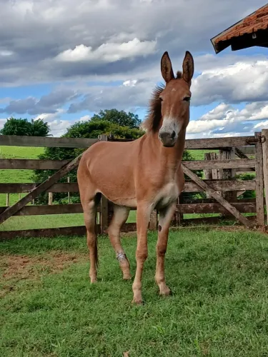 "uma mula" no Brasil
