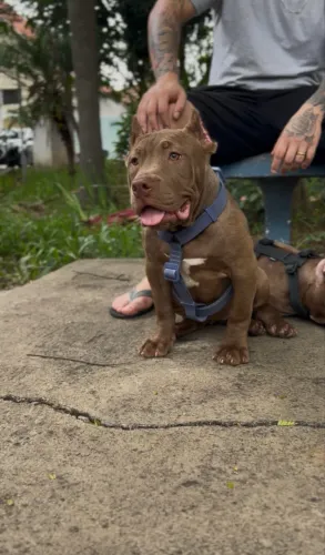 "cachorros pit monster" - Cachorros no Brasil