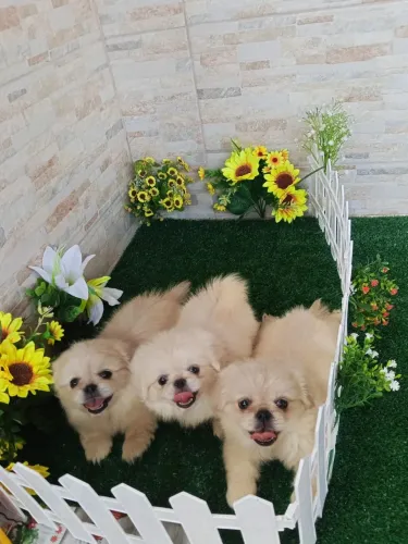 "filhote pequines" - Cachorros no Brasil