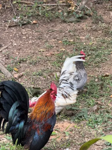 "garnizes nagasaki" no Brasil