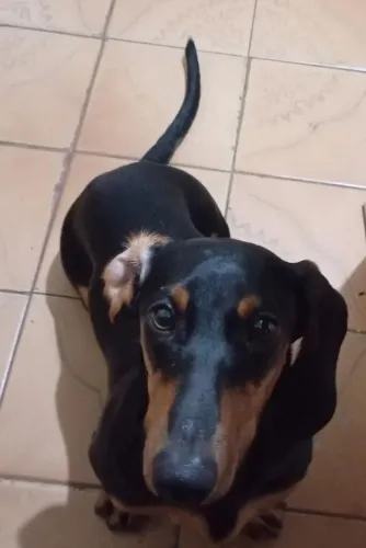 "cachorro cofap" - Cachorros no Brasil