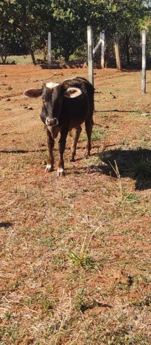 "mini vaca" - Animais para agropecuária no Brasil