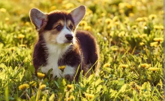 "corgi" - Cachorros no Brasil