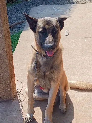 "mallinois" no Brasil