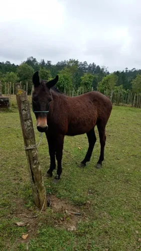"burro mula" no Brasil