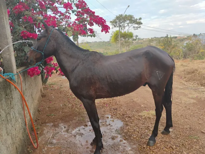 Cavalos no Distrito Federal e região, DF