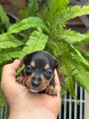 "filhote pinscher puro" - Cachorros no Brasil