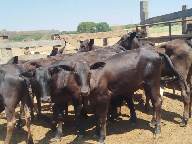 "bezerro angus" no Brasil