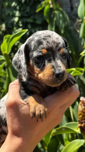 "cachorro cofap" - Cachorros no Brasil