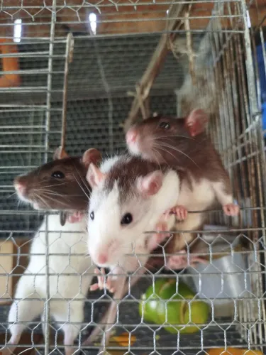 "rato twister venda" - Roedores no Brasil