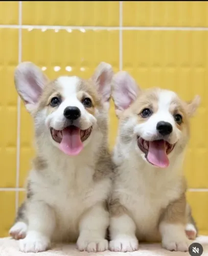 "corgi" - Cachorros no Brasil