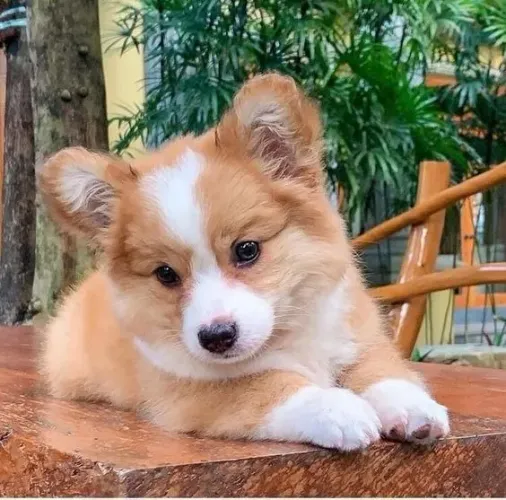 "corgi" - Cachorros no Brasil