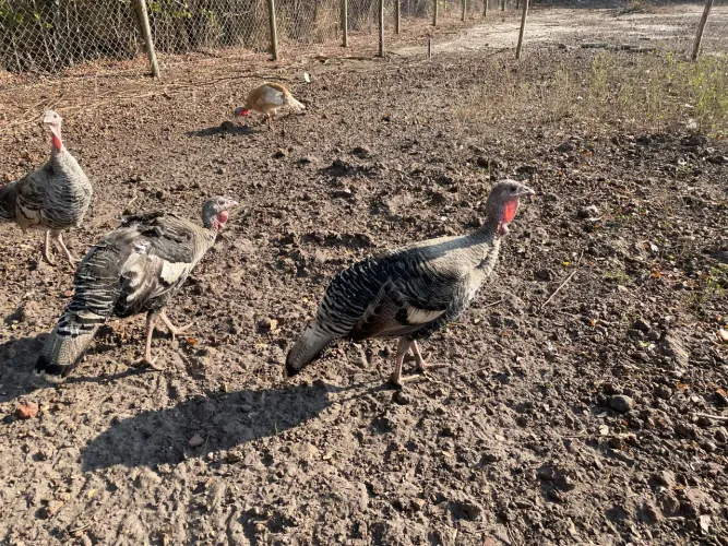 "perua vw" no Brasil