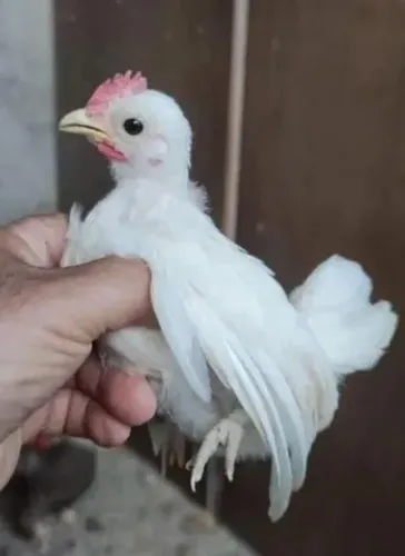 "mini garnizes" no Brasil