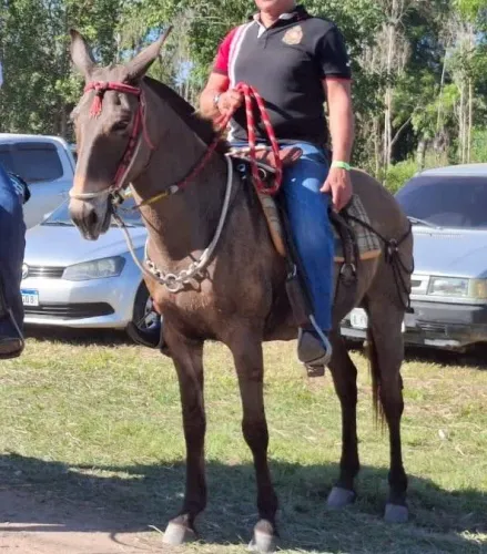 "uma mula" no Brasil