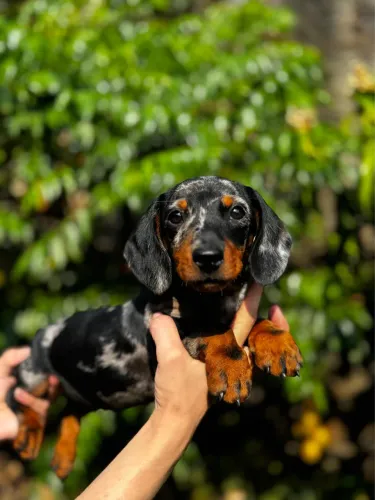 "cachorro cofap" - Cachorros no Brasil