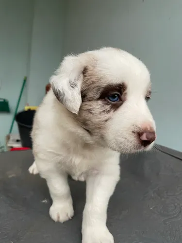 "bode filhote" - Cachorros no Brasil